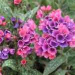 Lista de flores que crecen en la sombra - yComo